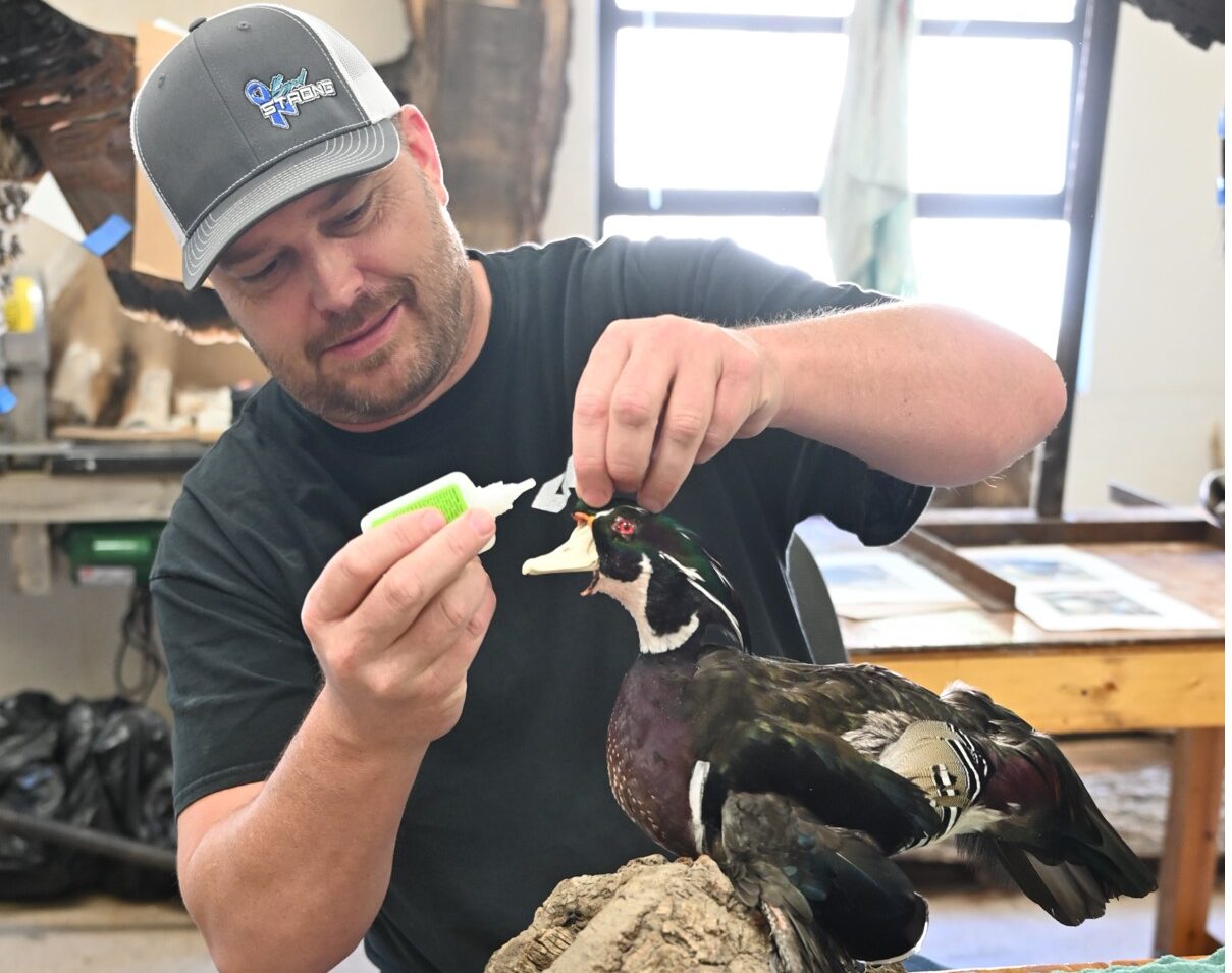 Fundamentals of Taxidermy – Piedmont Community College
